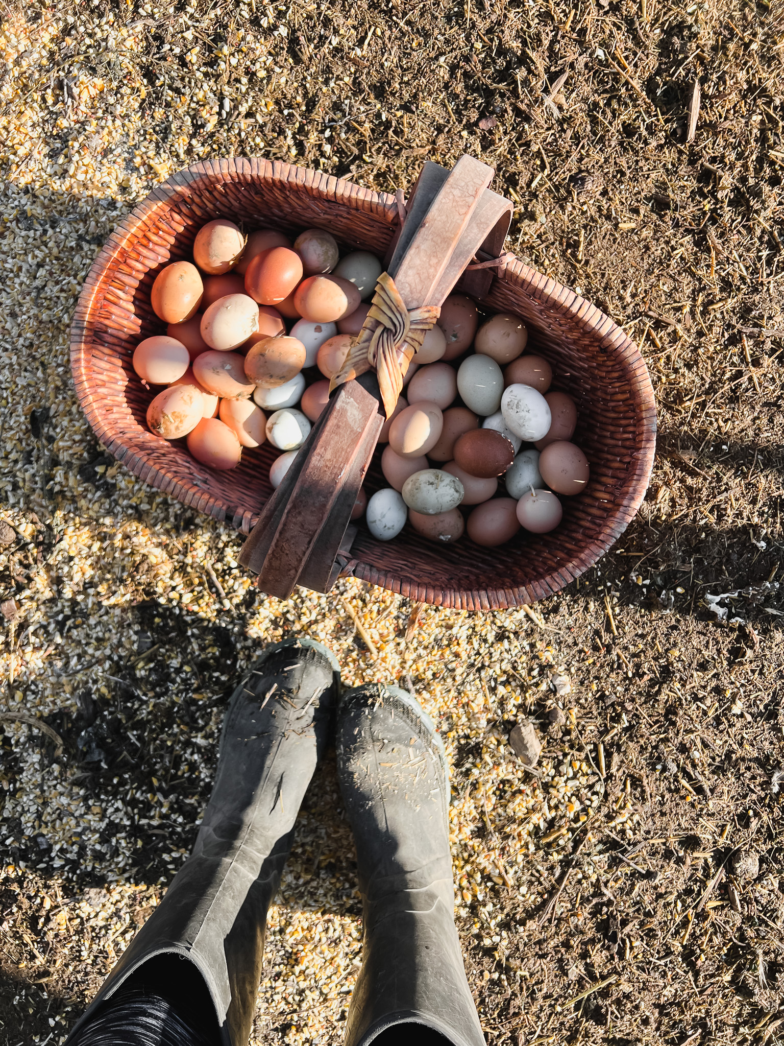 3 Quick & Easy Methods for Preserving Fresh Eggs | Gypsy Magpie