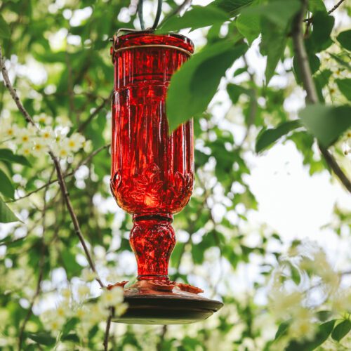 Simple Homemade Hummingbird Food - Gypsy Magpie