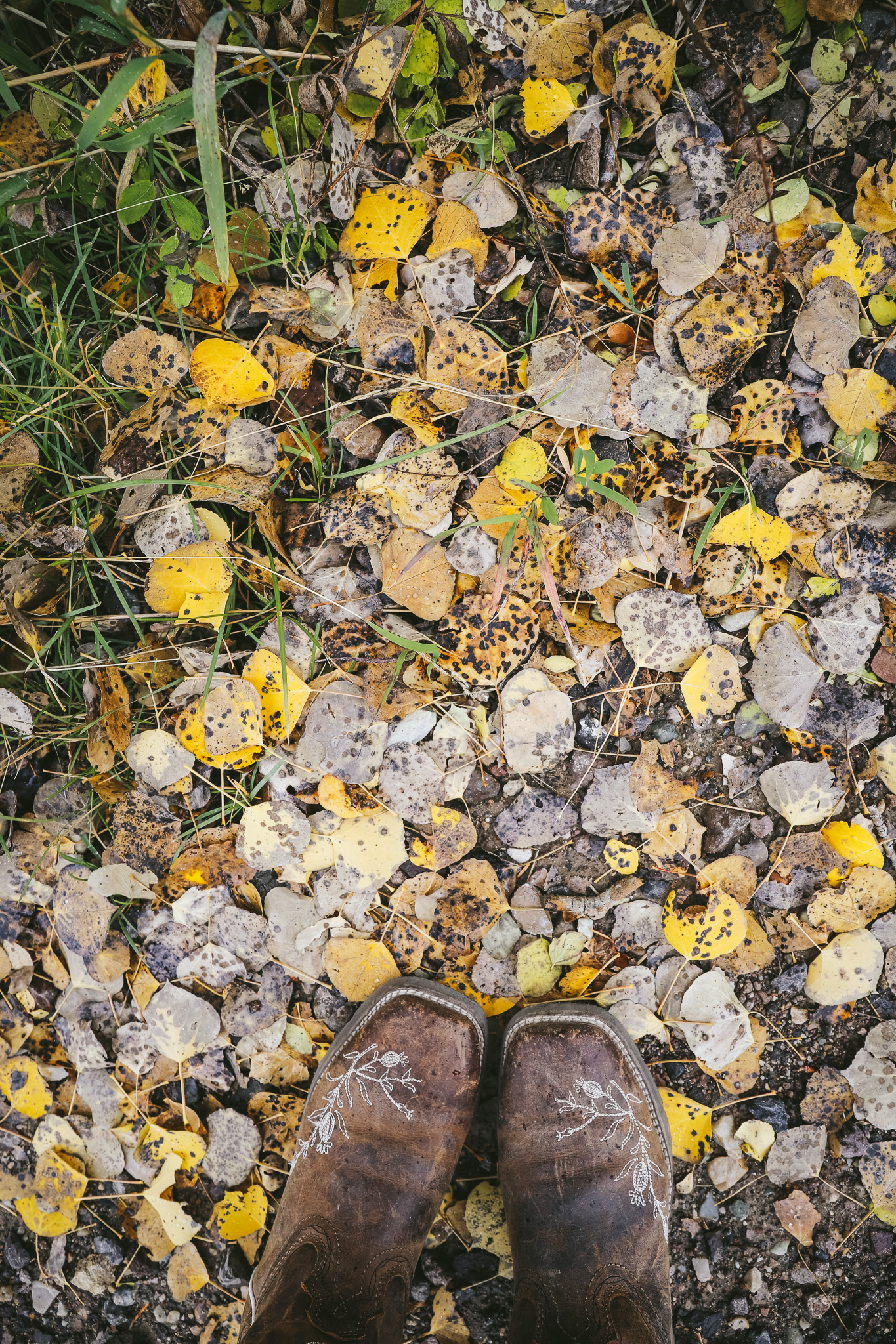Journal Prompts for Changing Seasons | Gypsy Magpie